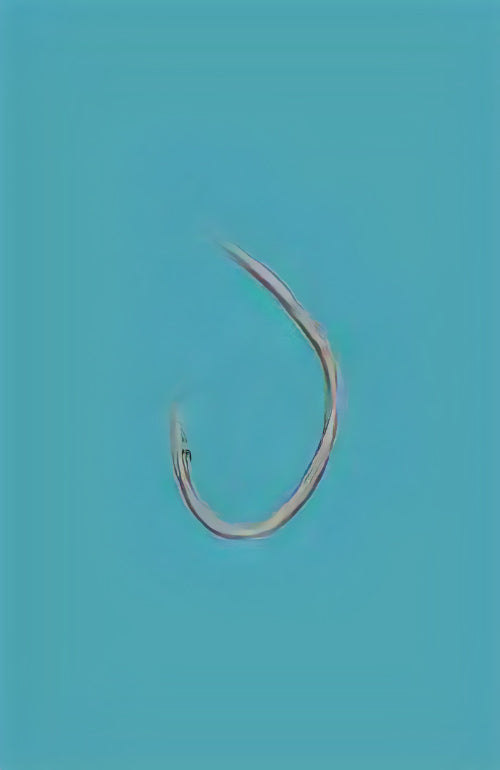 12-0005 Mutsu fishing and Ara rope fishing – 土佐啓作釣