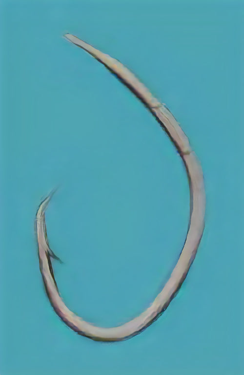 12-0020 Mutsu fishing and Ara rope fishing – 土佐啓作釣